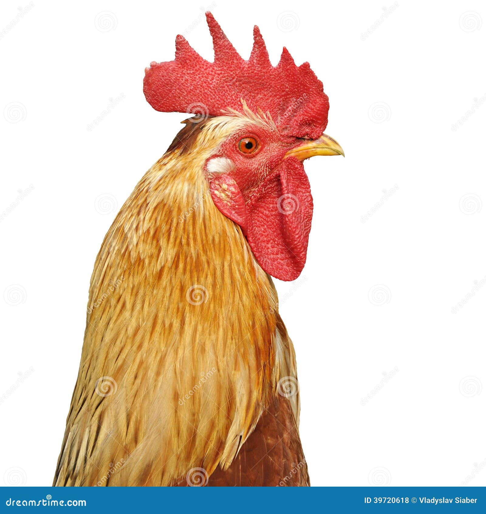 Neck And Head Bright Rooster Stock Photo | CartoonDealer.com #39720618