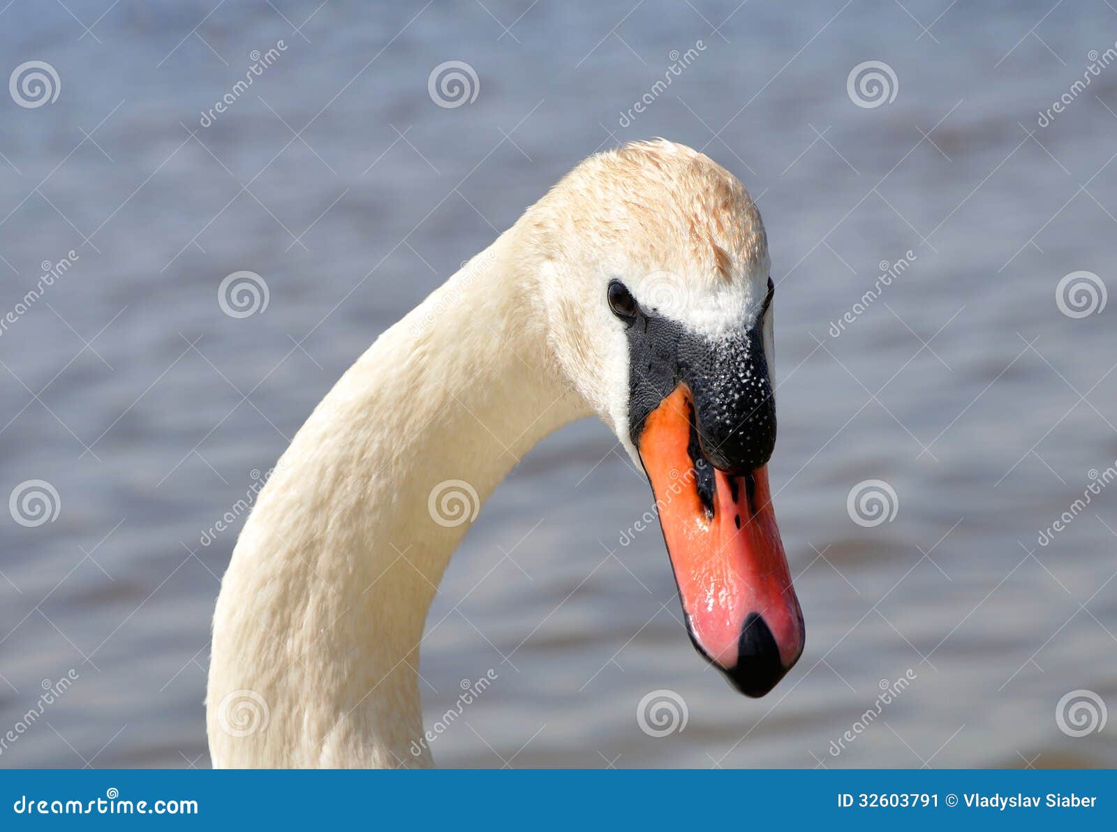 Neck and head of swan stock image. Image of wild, outdoors - 32603791