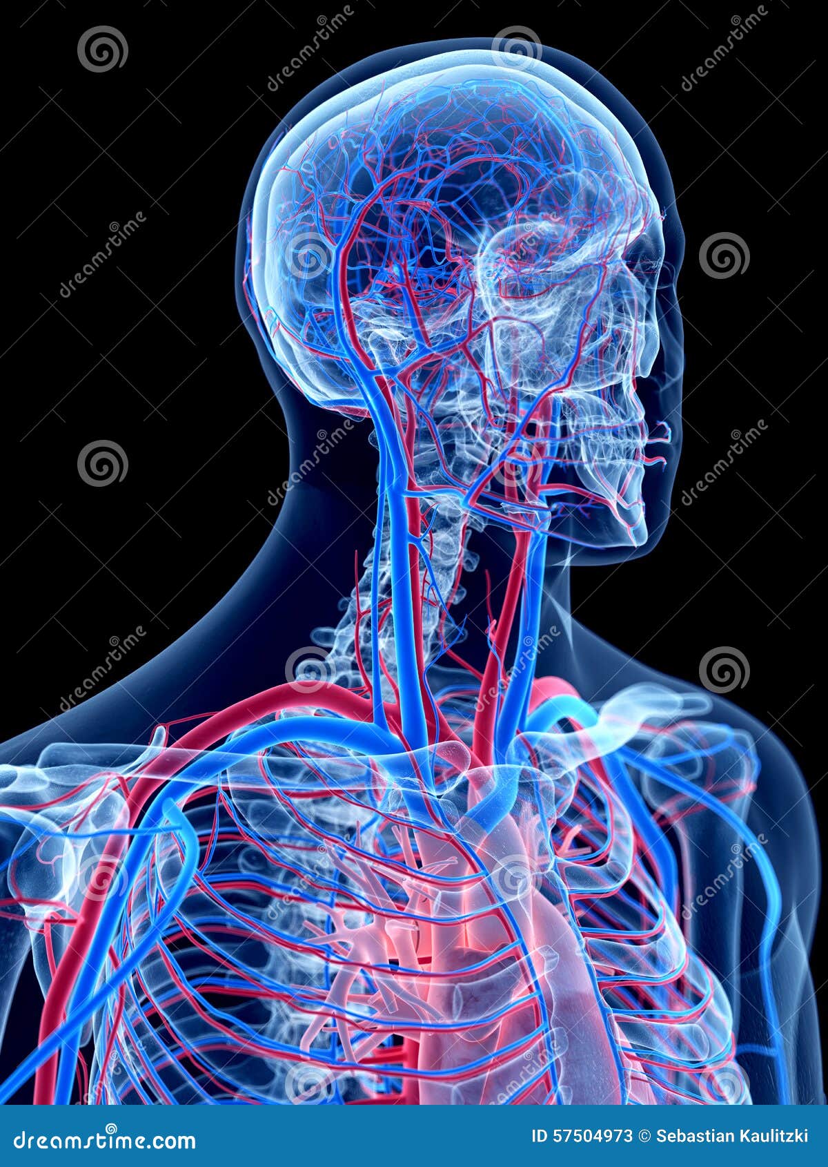 The neck stock illustration. Illustration of brachiocephalic - 57504973