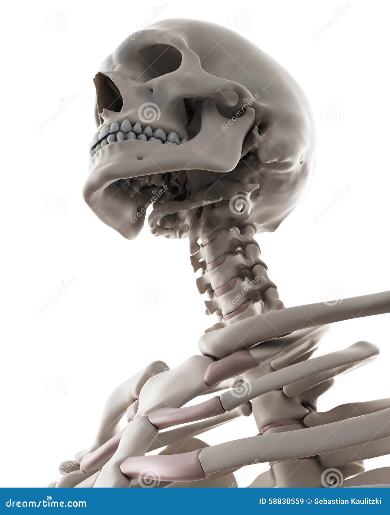 The neck stock illustration. Illustration of human, isolated - 58830559