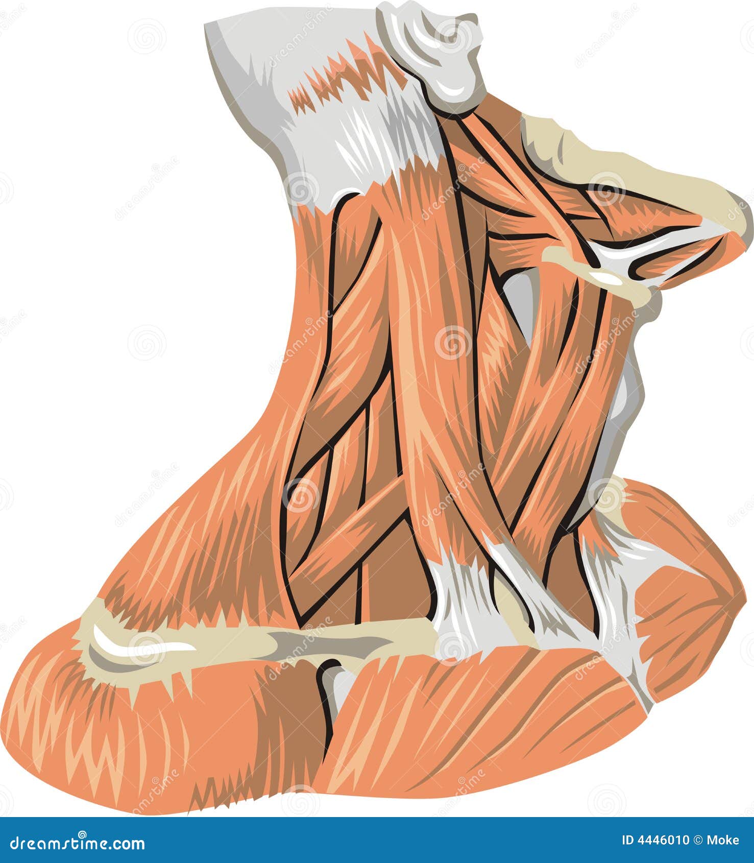 Neck Muscles stock vector. Illustration of education, male - 4446010