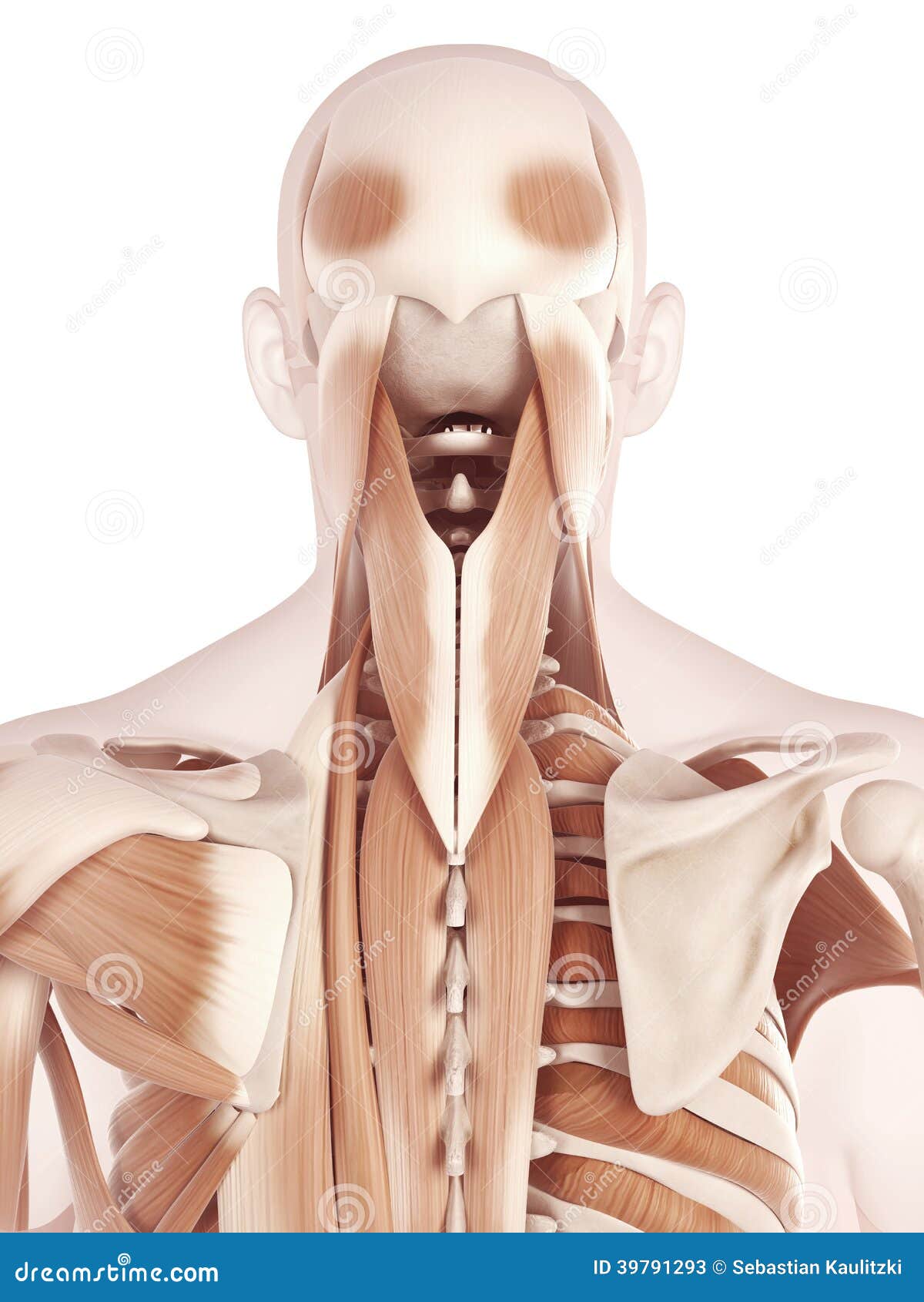 The neck muscles stock illustration. Illustration of rendering - 39791293