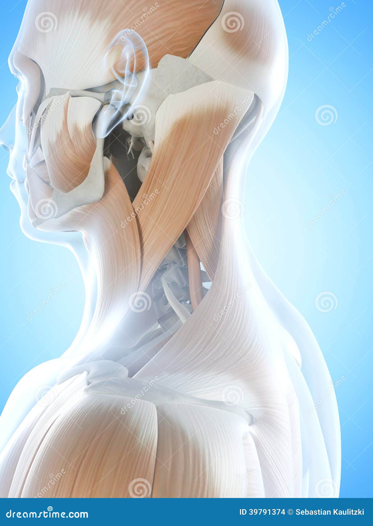 The neck muscles stock illustration. Illustration of muscles - 39791374