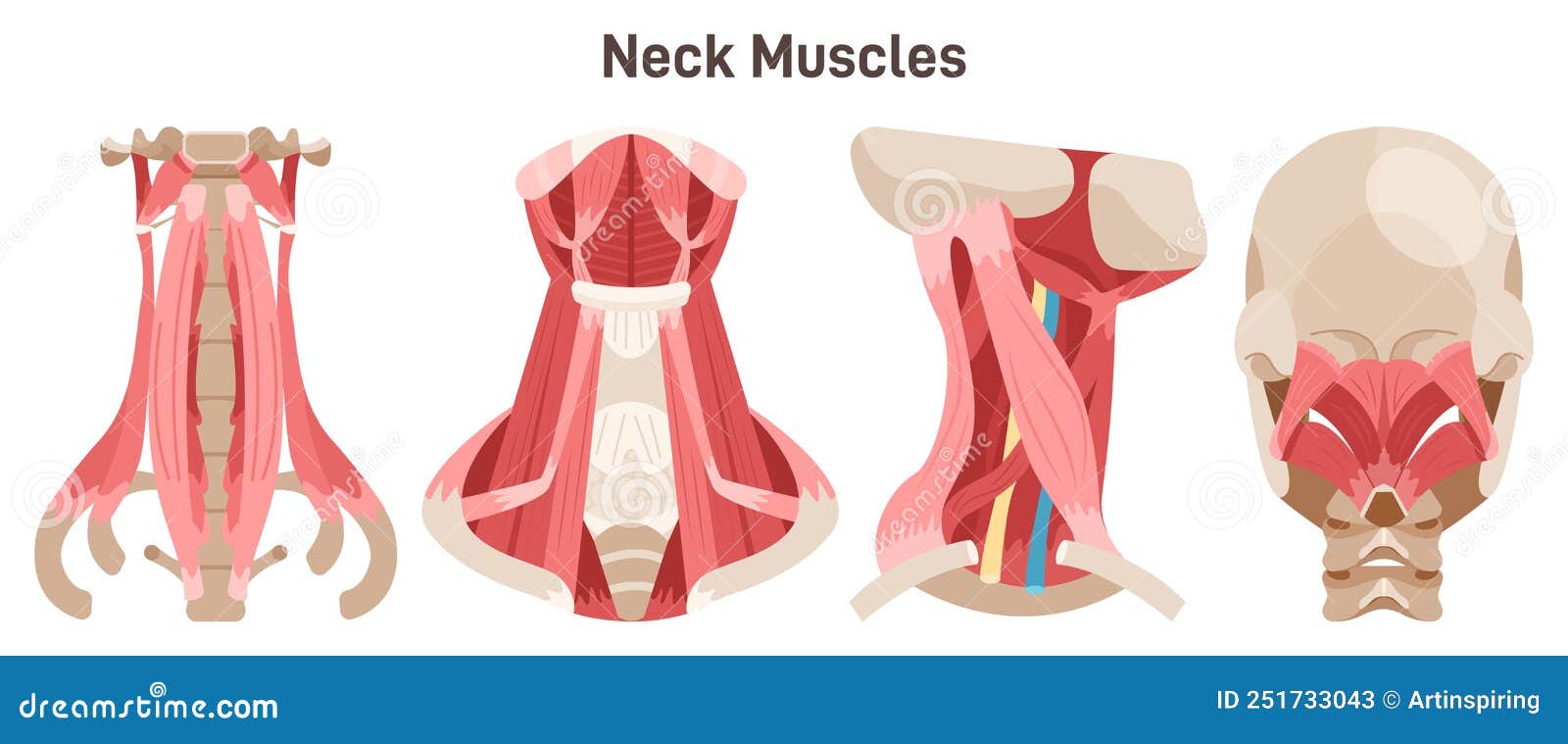 Neck Muscles Front, Side And Back View. Didactic Scheme Of Anatomy Of ...