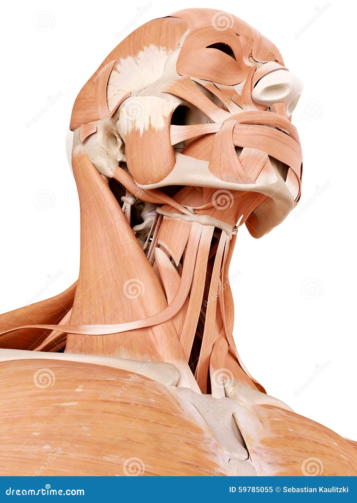 Neck Muscles Front View. Didactic Scheme Of Anatomy Of Human Muscular ...