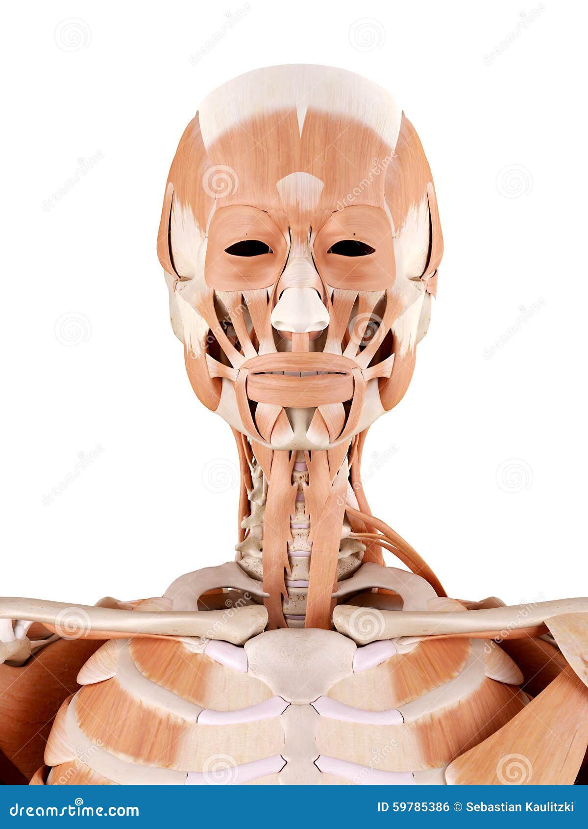 Neck muscles stock illustration. Illustration of muslces - 59785386