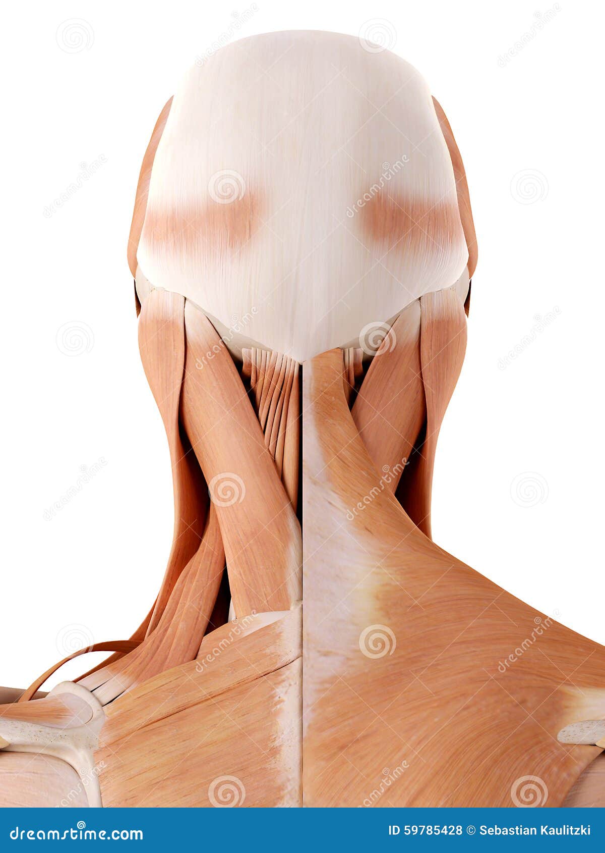 Neck Muscles - Sternal Head And Clavicular Head - Anatomy Muscle ...