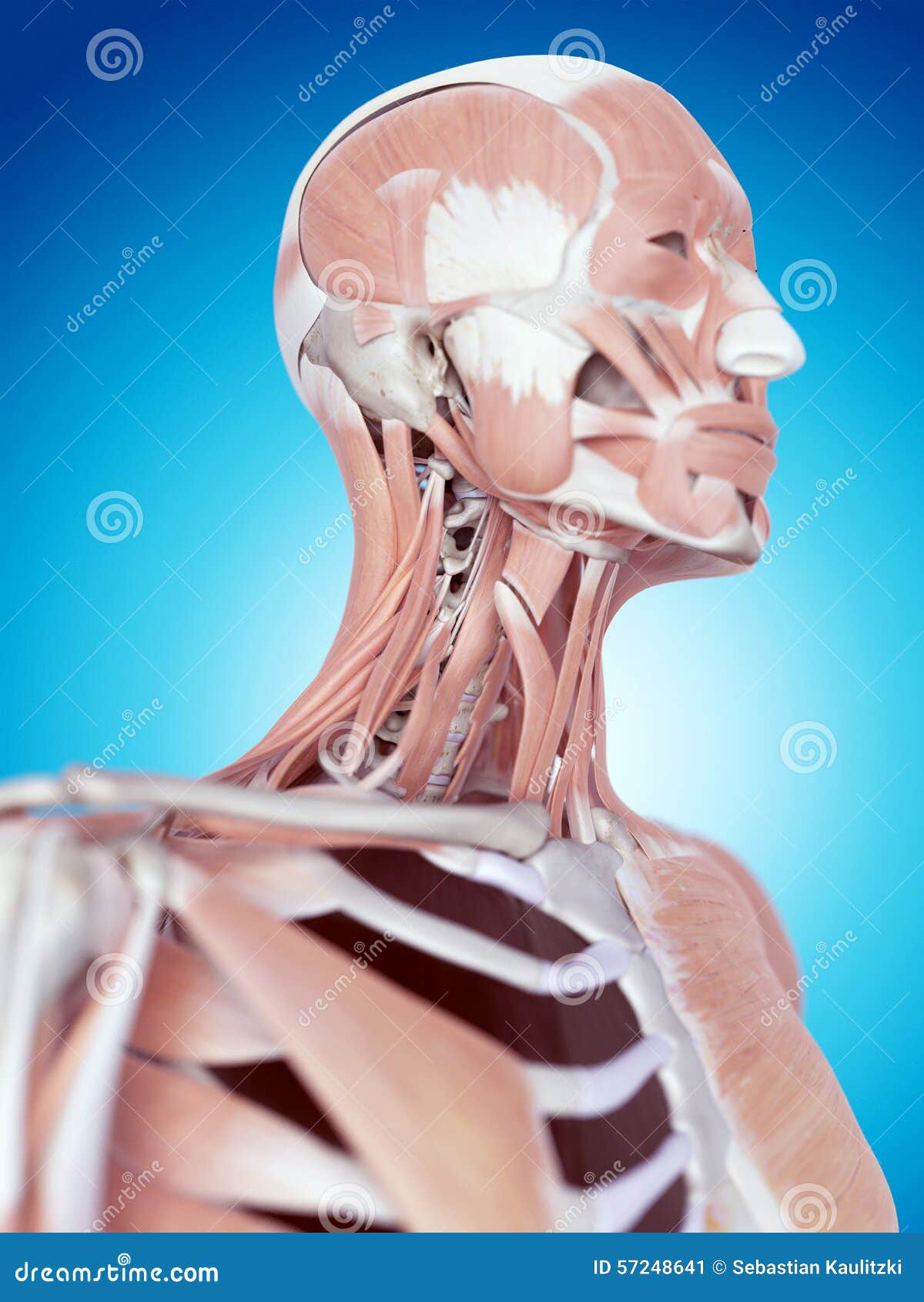 The neck muscles stock illustration. Illustration of muscle - 57248641