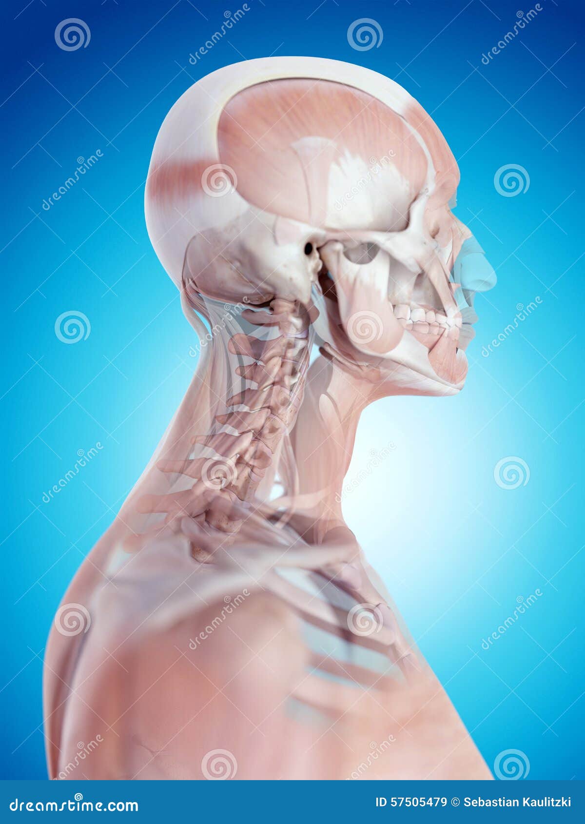 Neck Muscles Front View. Didactic Scheme Of Anatomy Of Human Muscular ...