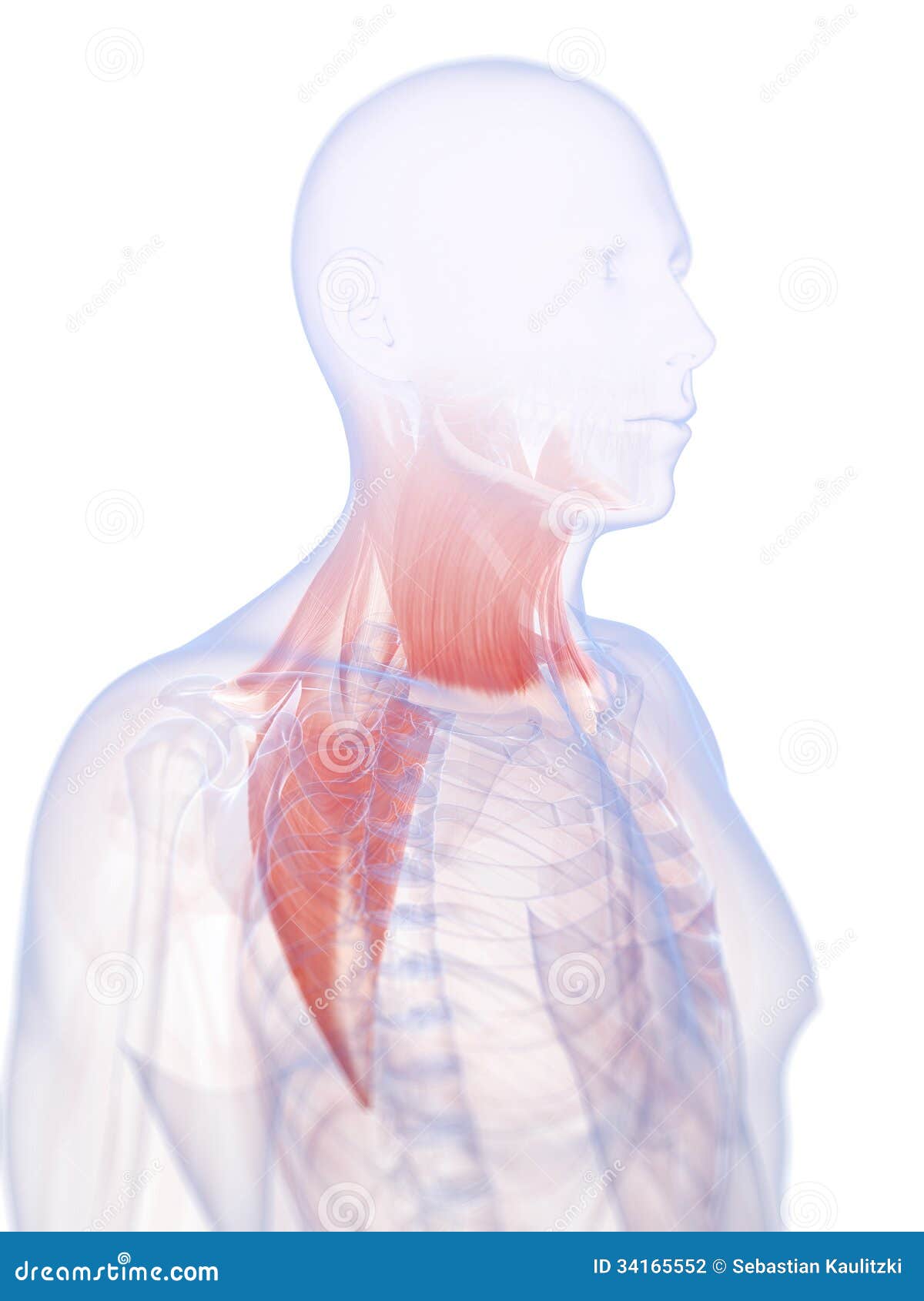 The neck musculature stock illustration. Illustration of biology - 34165552