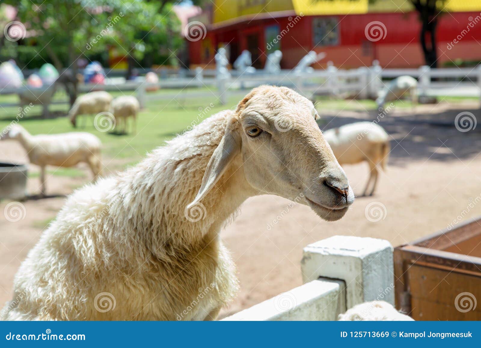 Neck of the White Sheep in Farm Stock Image - Image of little, portrait ...