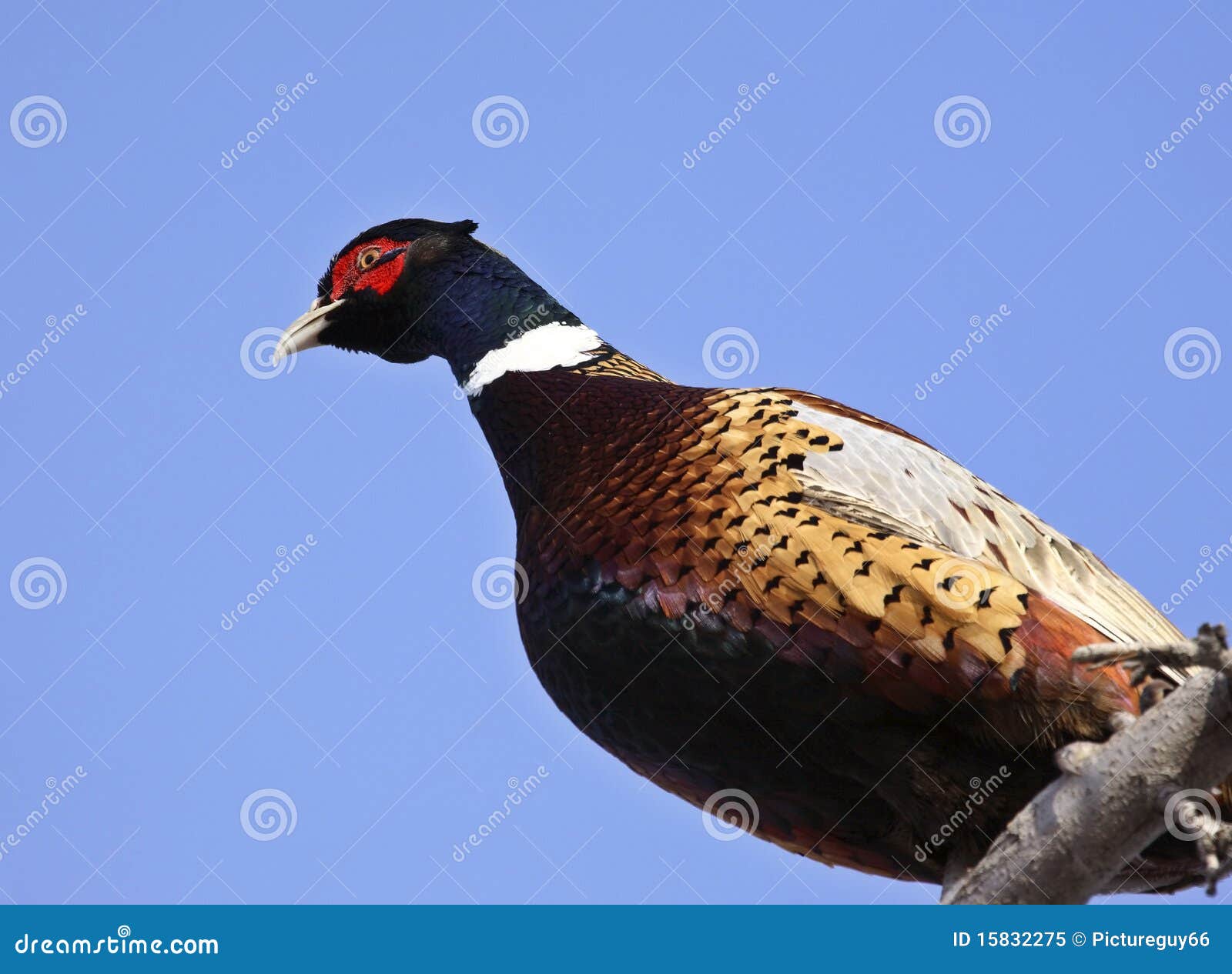 Necked Fazant van de ring stock afbeelding. Image of ecosysteem - 15832275