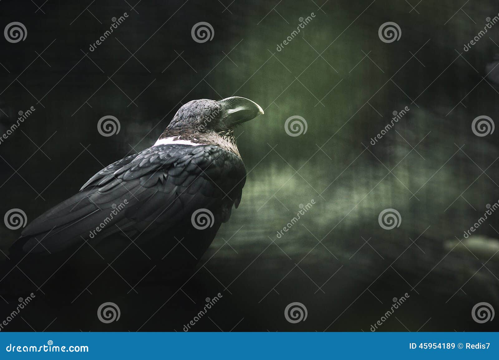 Raven after dark stock image. Image of mood, somber, funeral - 45954189