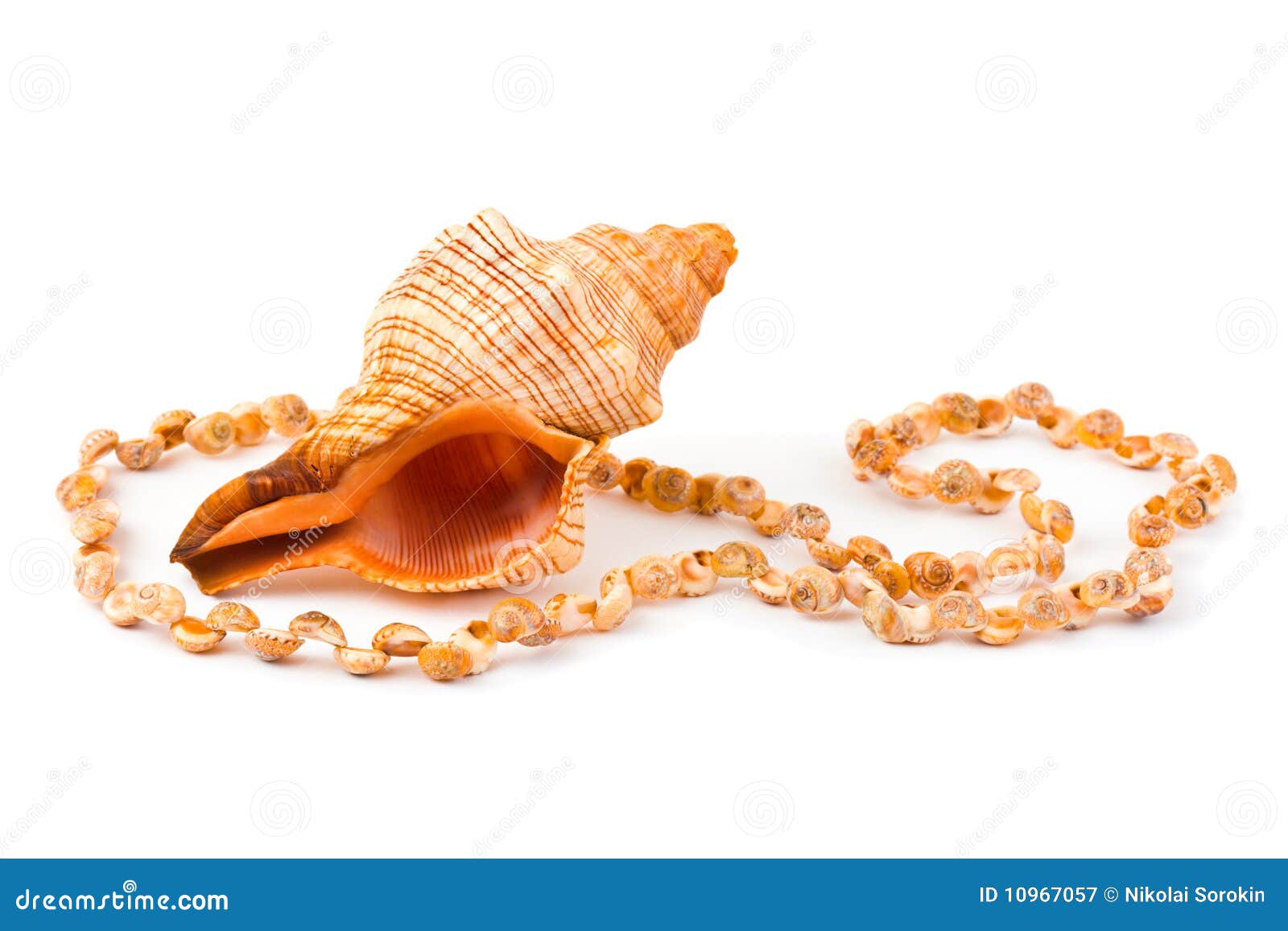 Necklace made of sea shell stock image. Image of mollusk - 10967057