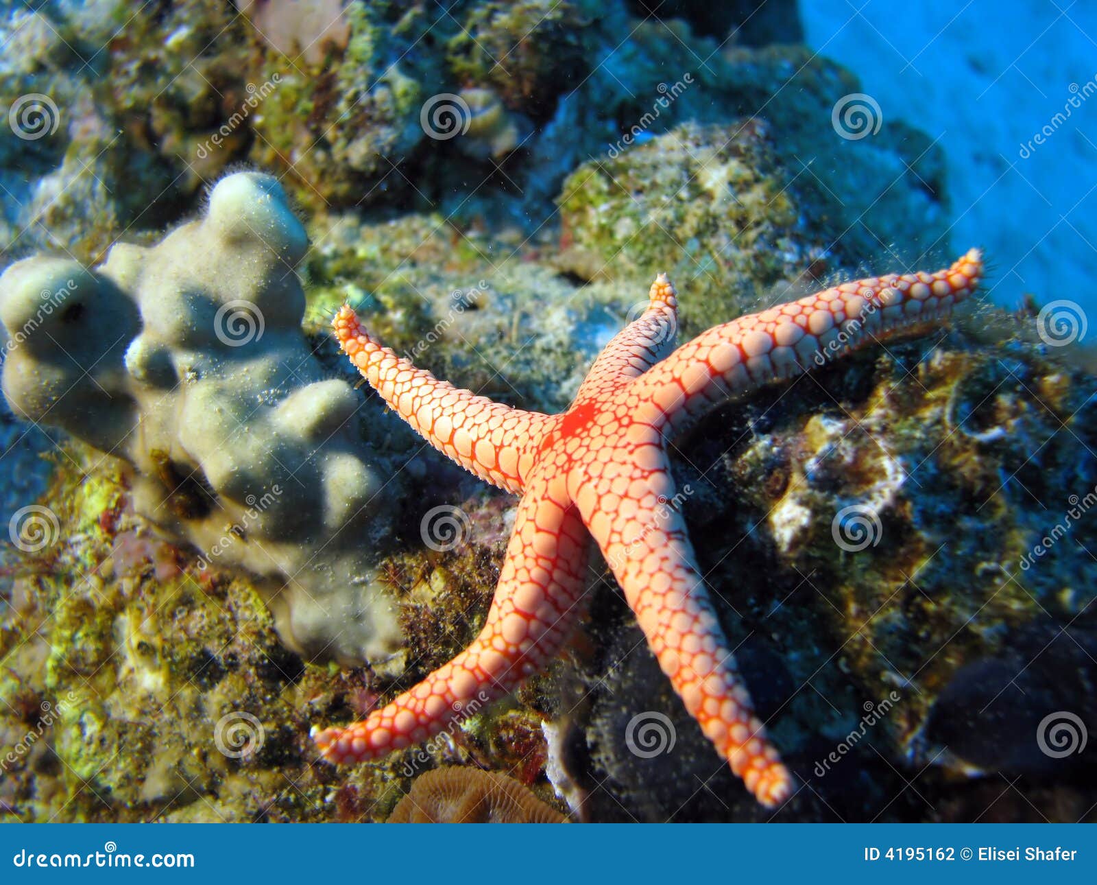 Necklace pearl Sea Star stock photo. Image of close, scuba - 4195162