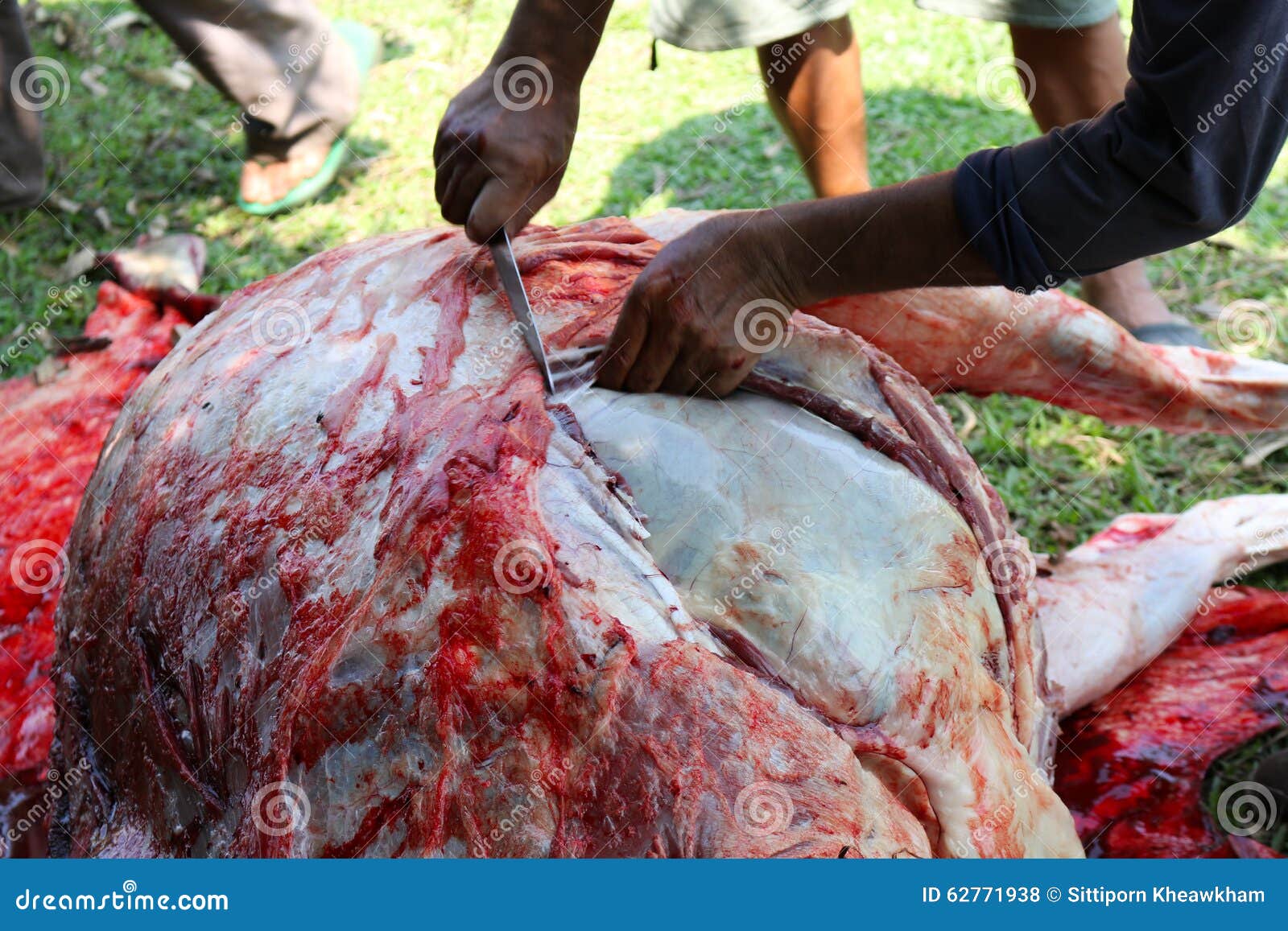 Necropsy Cow Disease Diagnosis Stock Photo - Image of kidney, esophagus ...