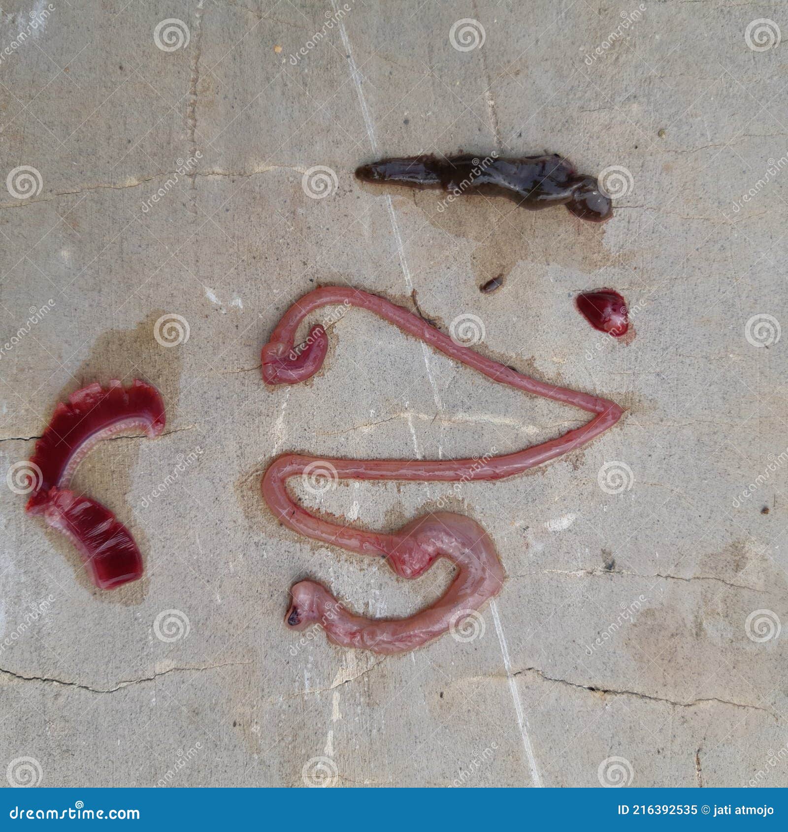 Necropsy Results of Fish Intestines Arranged on the Edge of the Pond ...