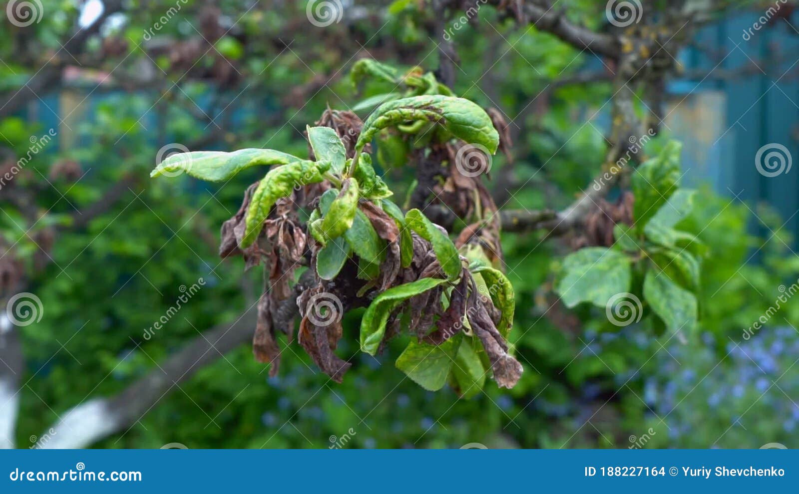 Necrosis of Fruit Tree Leaves Stock Footage - Video of tree, ripe ...