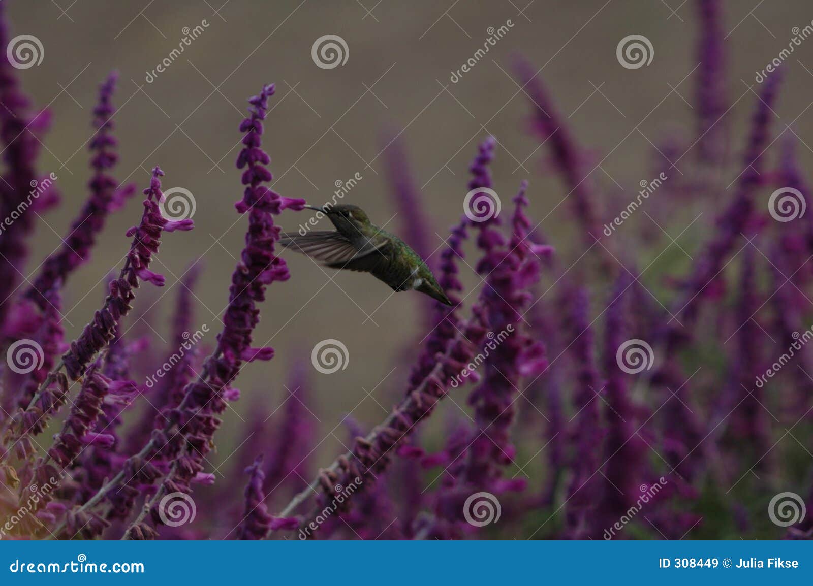 Nectar Bird stock image. Image of tweet, flower, flutter - 308449