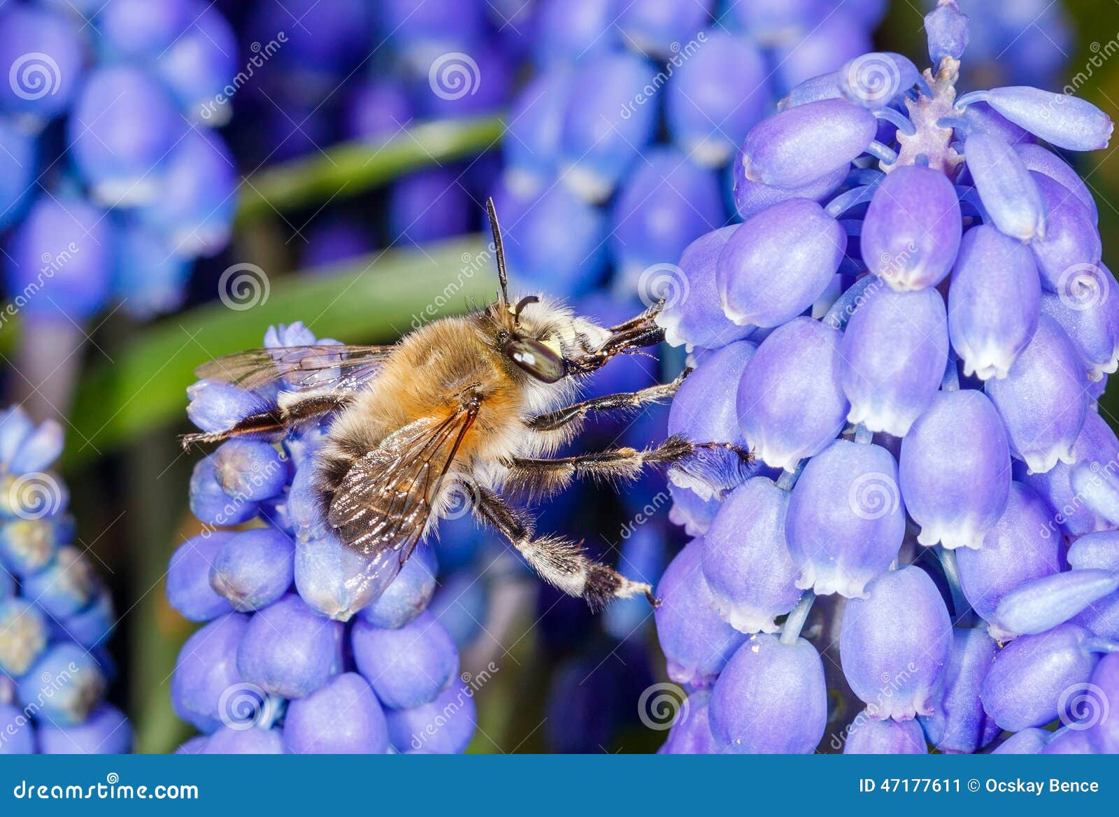 Nectar collection stock image. Image of gather, macro - 47177611