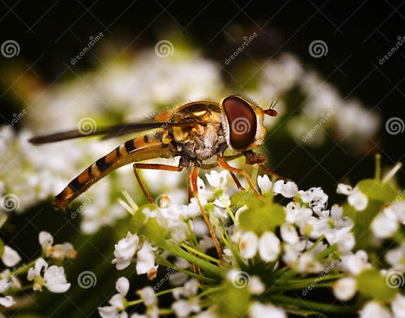 Nectar eating flower fly stock photo. Image of honey - 23724788