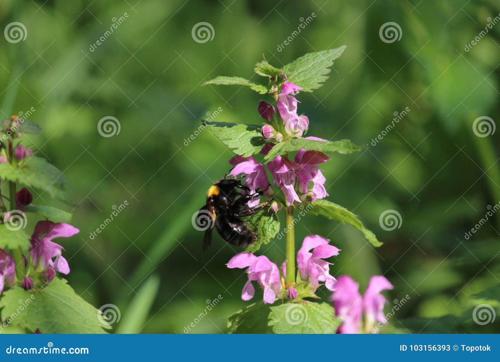 Nectar Floral Nectar of Spring Enjoy the Bumblebee. Stock Image - Image ...
