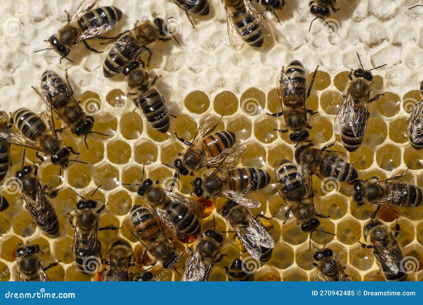 Nectar, Honey and Flower Pollen in Comb Stock Image - Image of beauty ...