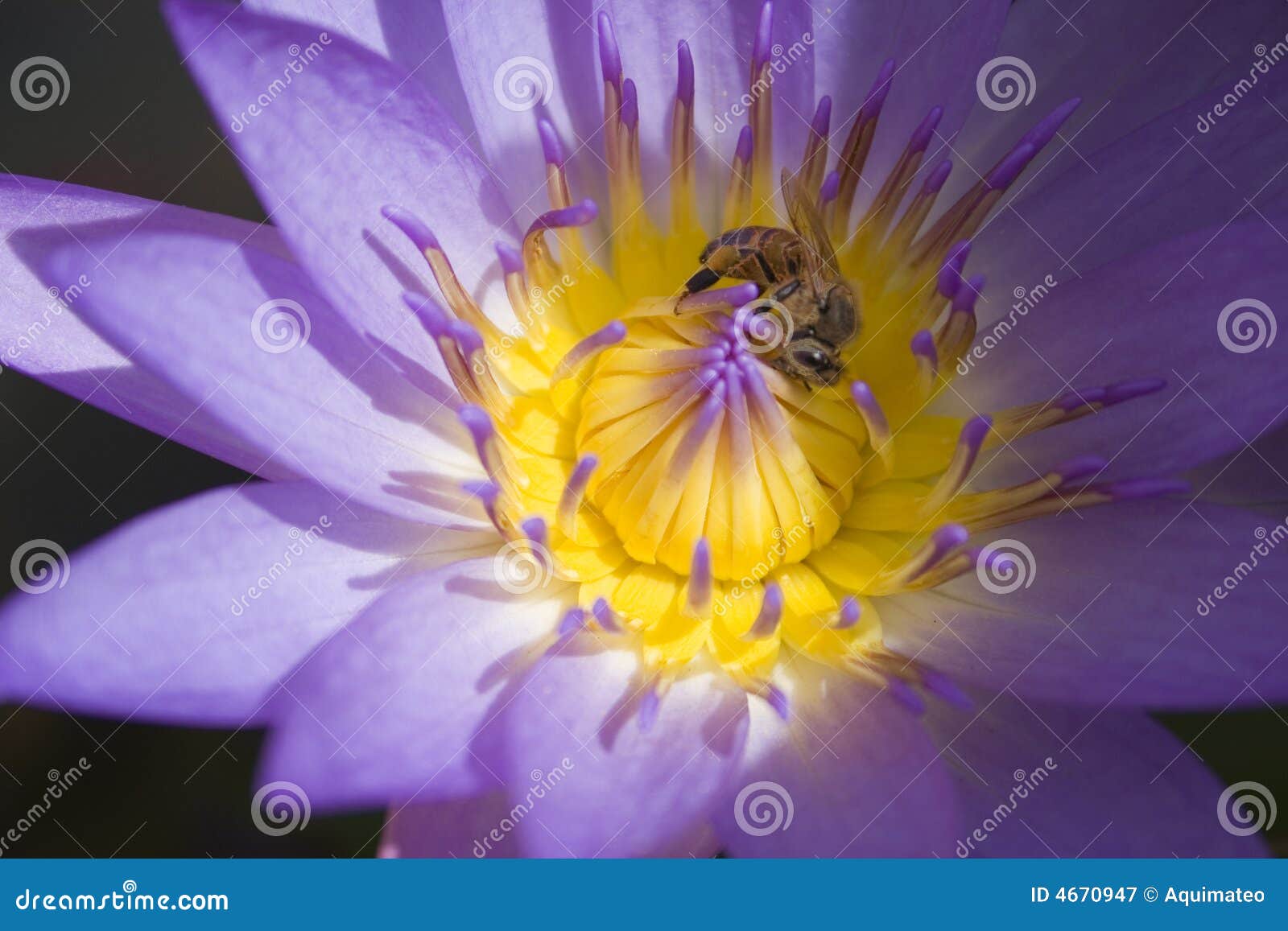 The nectar of the life stock image. Image of puerto, nectar - 4670947