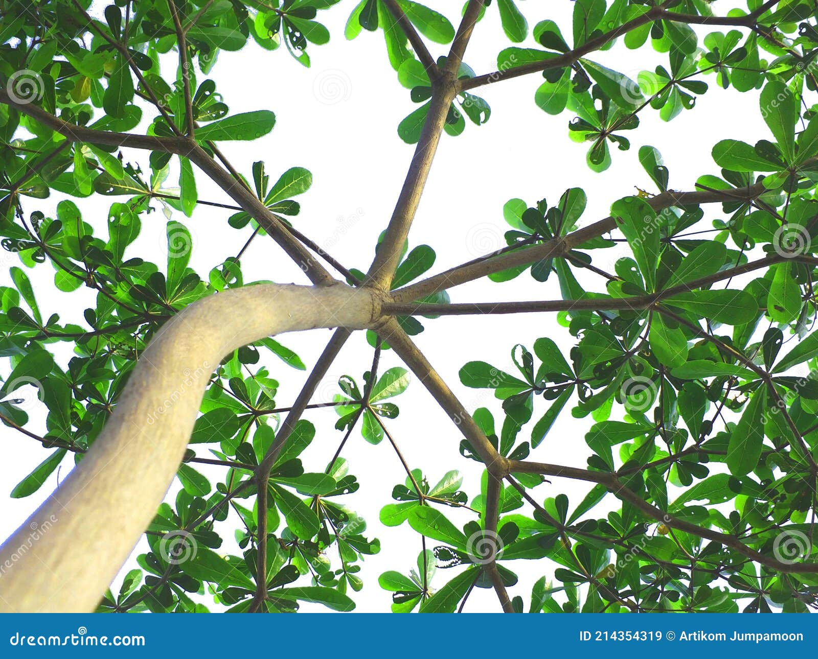 The Nectar Looks Under a Tree Which Sees Small Leaves. on a Sky ...