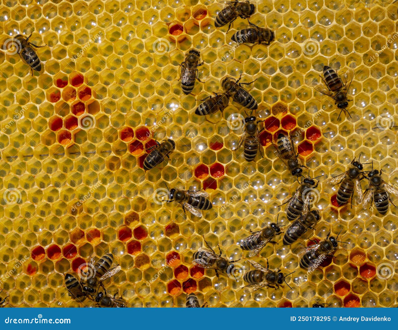 Nectar and pollen in combs stock image. Image of insect - 250178295