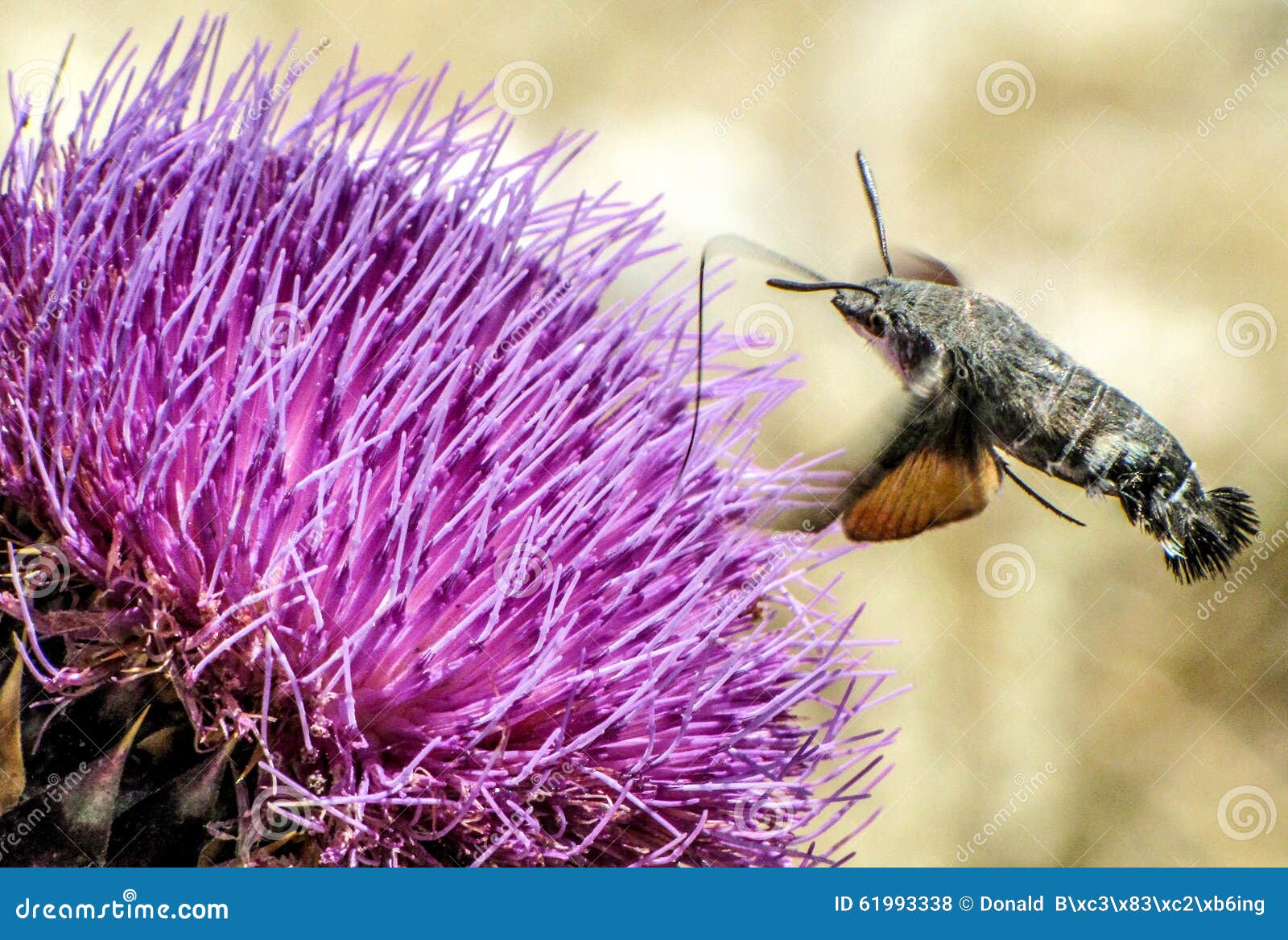 Nectar Potable D'insecte De Colibri Photo stock - Image du pourpré ...