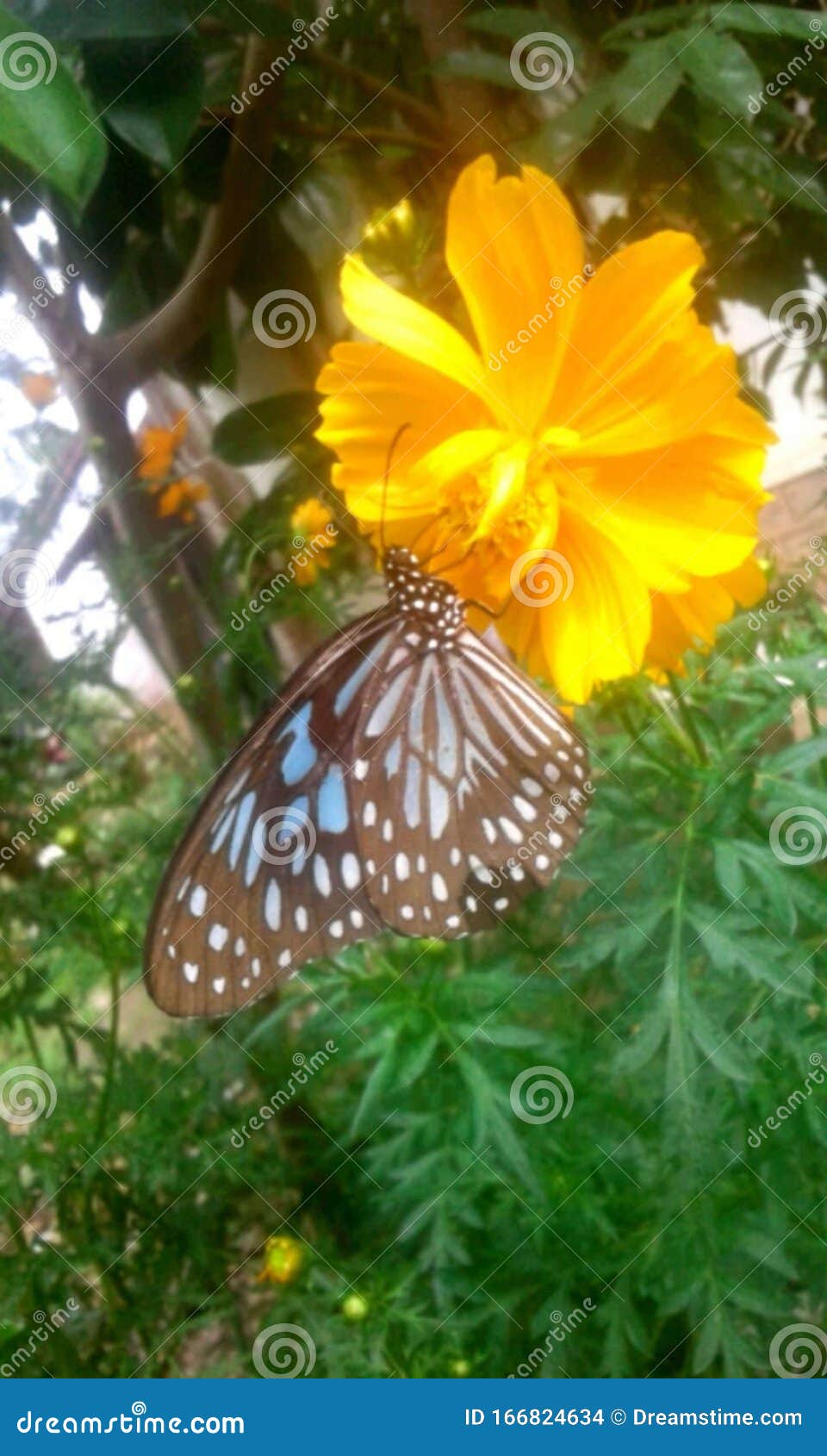 Nectar Potable De Papillon D'une Fleur Photo stock - Image du fleur ...