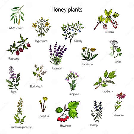 Nectar Sources for Honey Bees Stock Vector - Illustration of bilberry ...