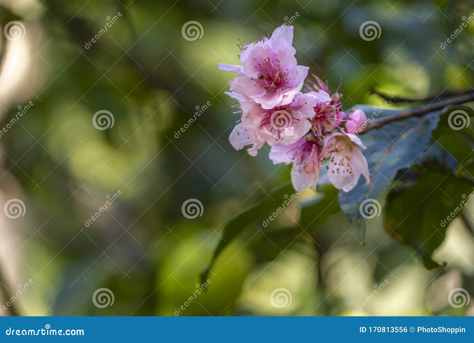 Nectarine blooming flowers stock photo. Image of gardens - 170813556