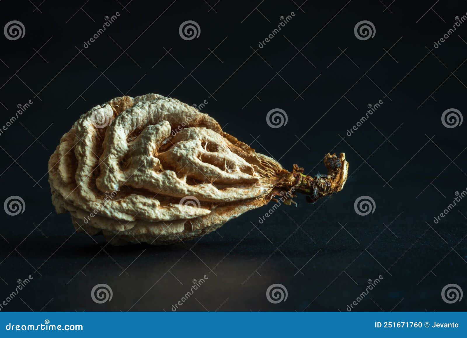 Nectarine Fruit Stone Seed Closeup Stock Photo - Image of natural ...