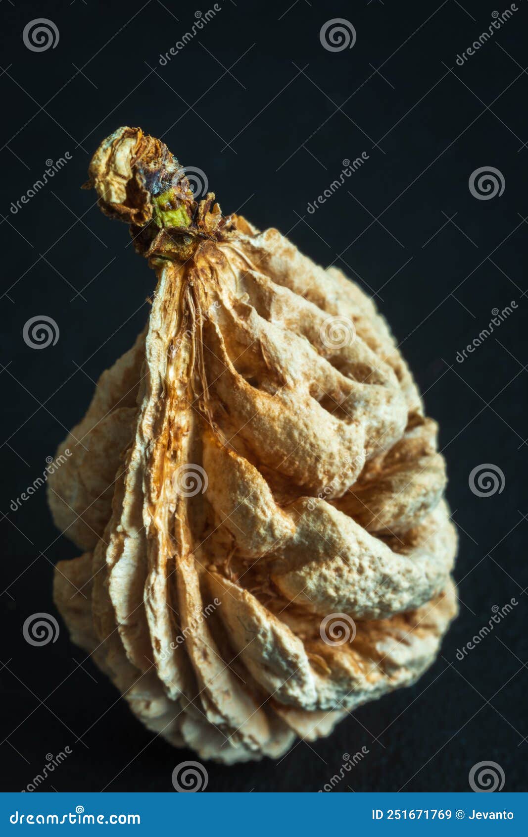 Nectarine Fruit Stone Seed Closeup Stock Image - Image of ripe, food ...