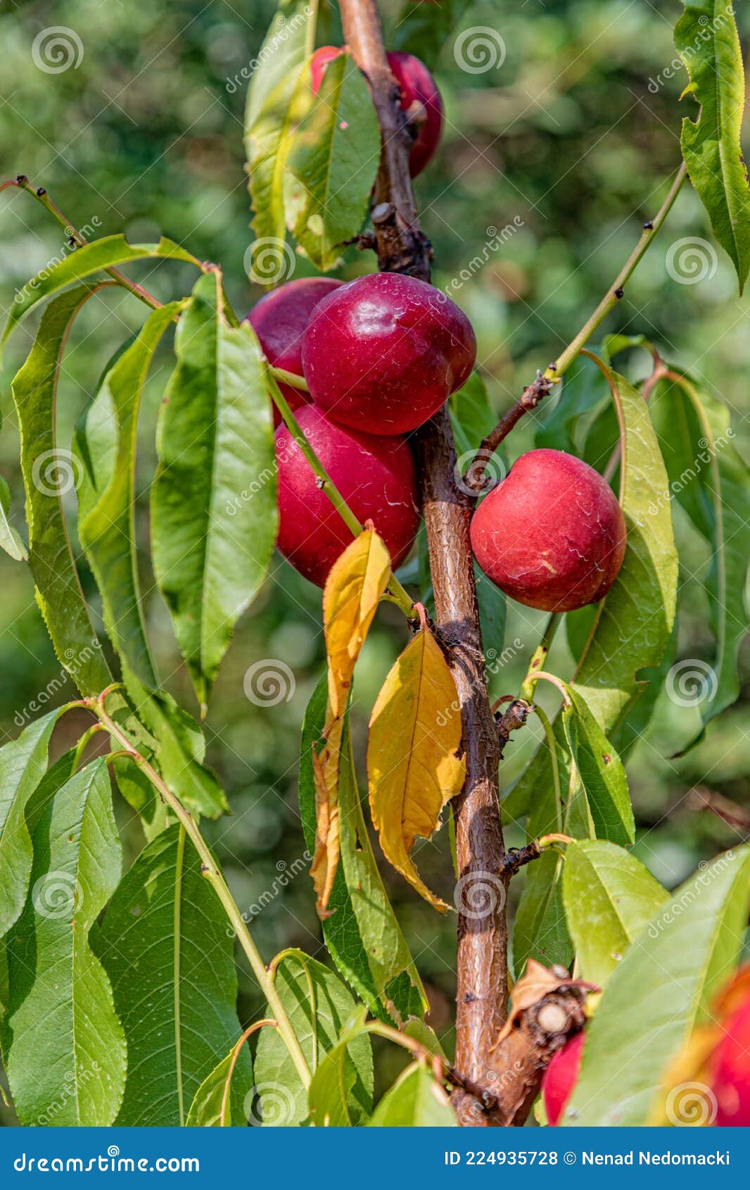 Nectarine Fruit on the Tree Stock Photo - Image of fruit, backgrounds ...