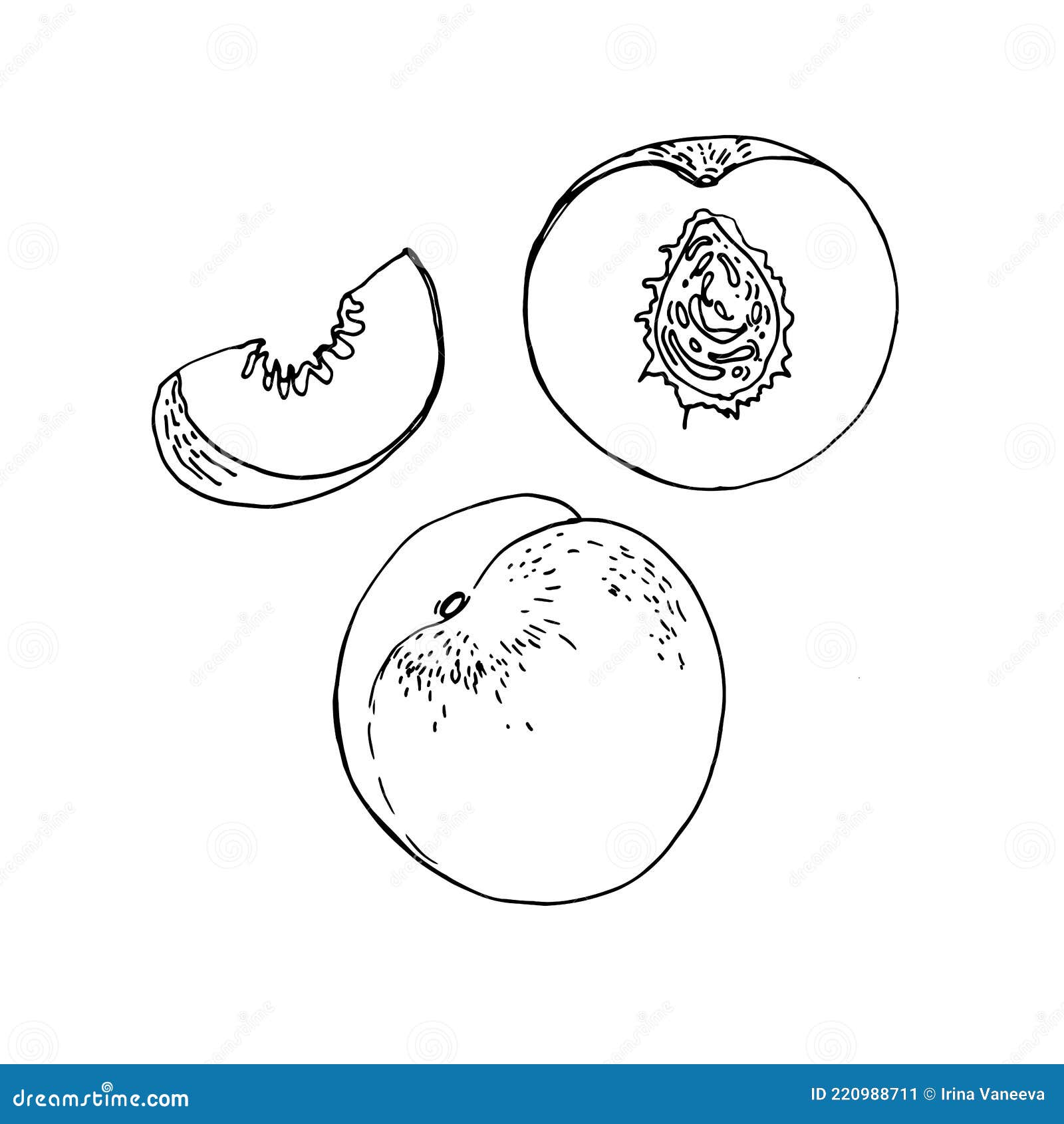 Nectarine Fruit Vector Drawing of Food. Stock Vector - Illustration of ...