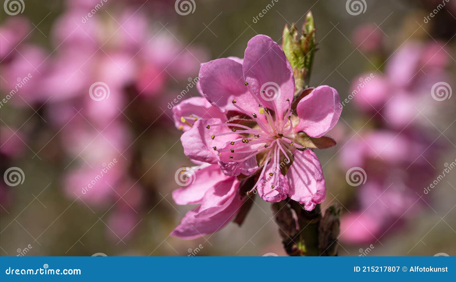 Nectarine Tree, Prunus Persica Stock Image - Image of closeup, outdoors ...