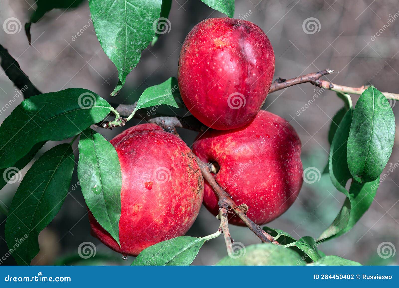 Nectarines on a Branch of a Tree in the Garden Stock Photo - Image of ...