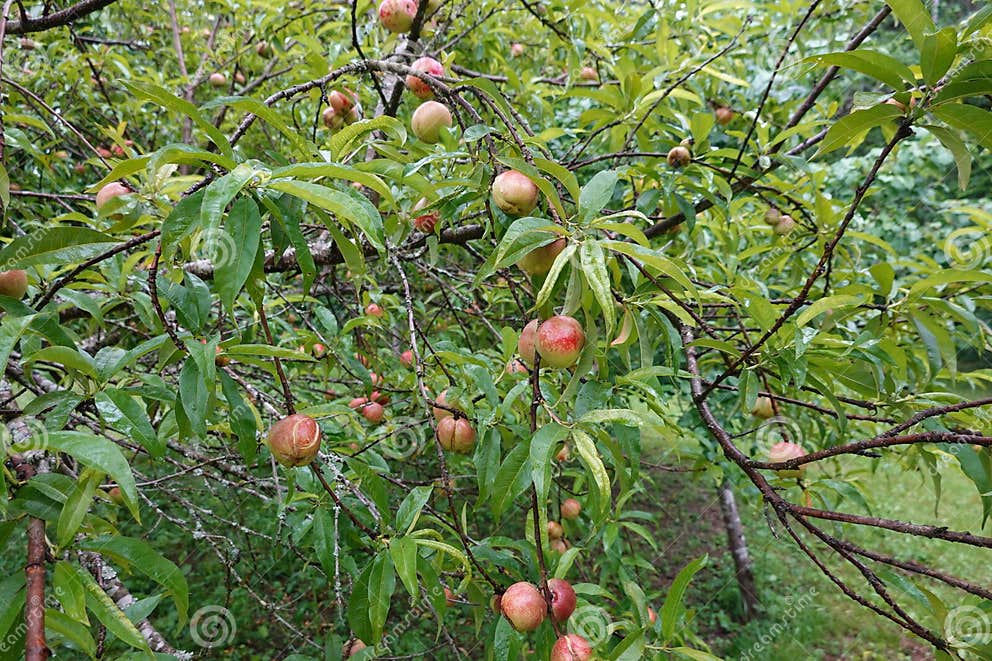 Nectarines Growing on Tree in Backyard Garden. Branches of Nectarine ...