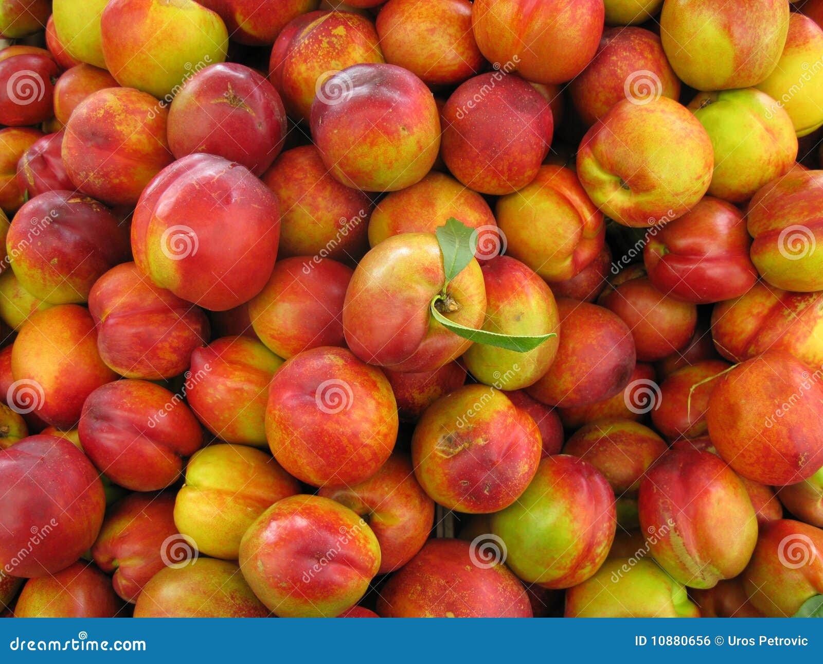 Nectarines Perfect with Leaves Stock Photo - Image of fuzzless, smooth ...