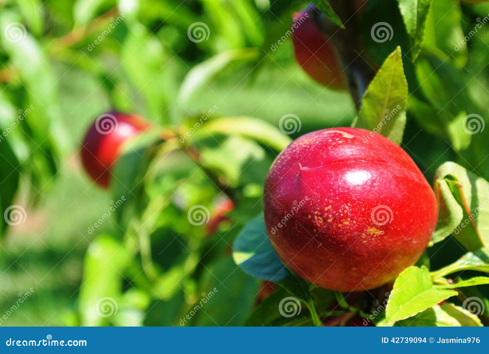 Nectarines on a tree stock photo. Image of healthy, fresh - 42739094