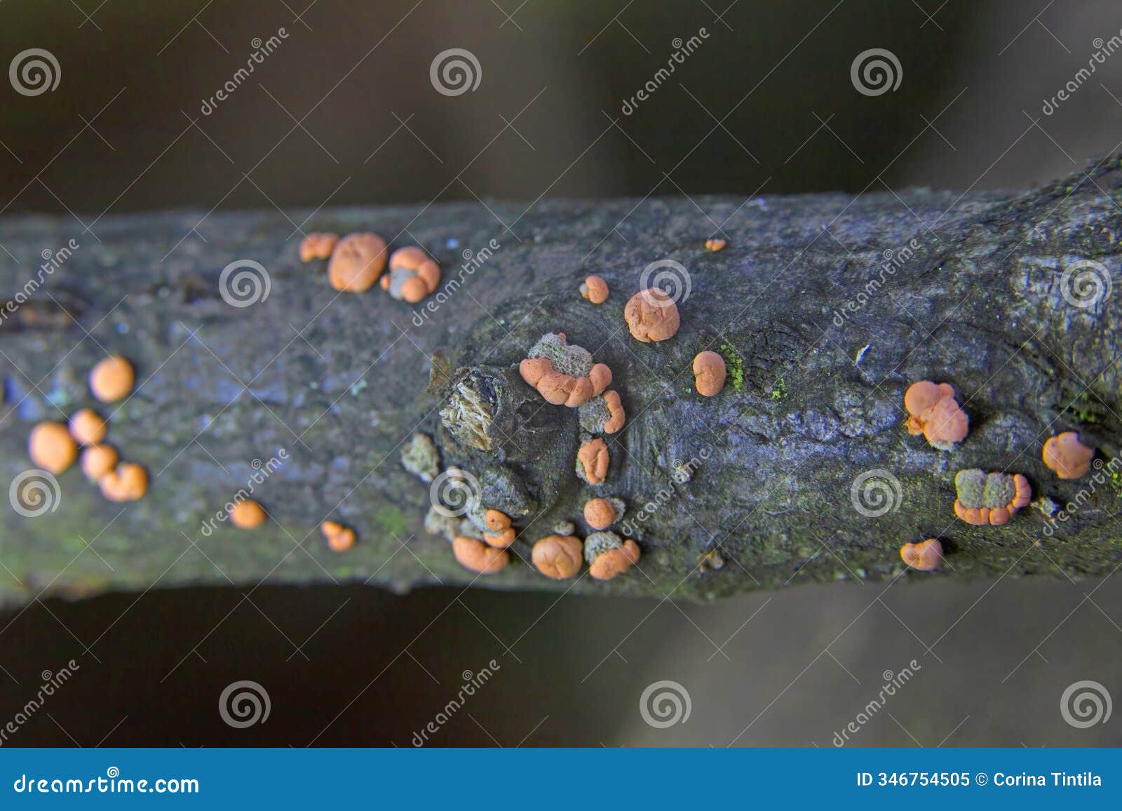 Nectria Cinnabarina, Also Known As Coral Spot,is a Plant Pathogen that ...