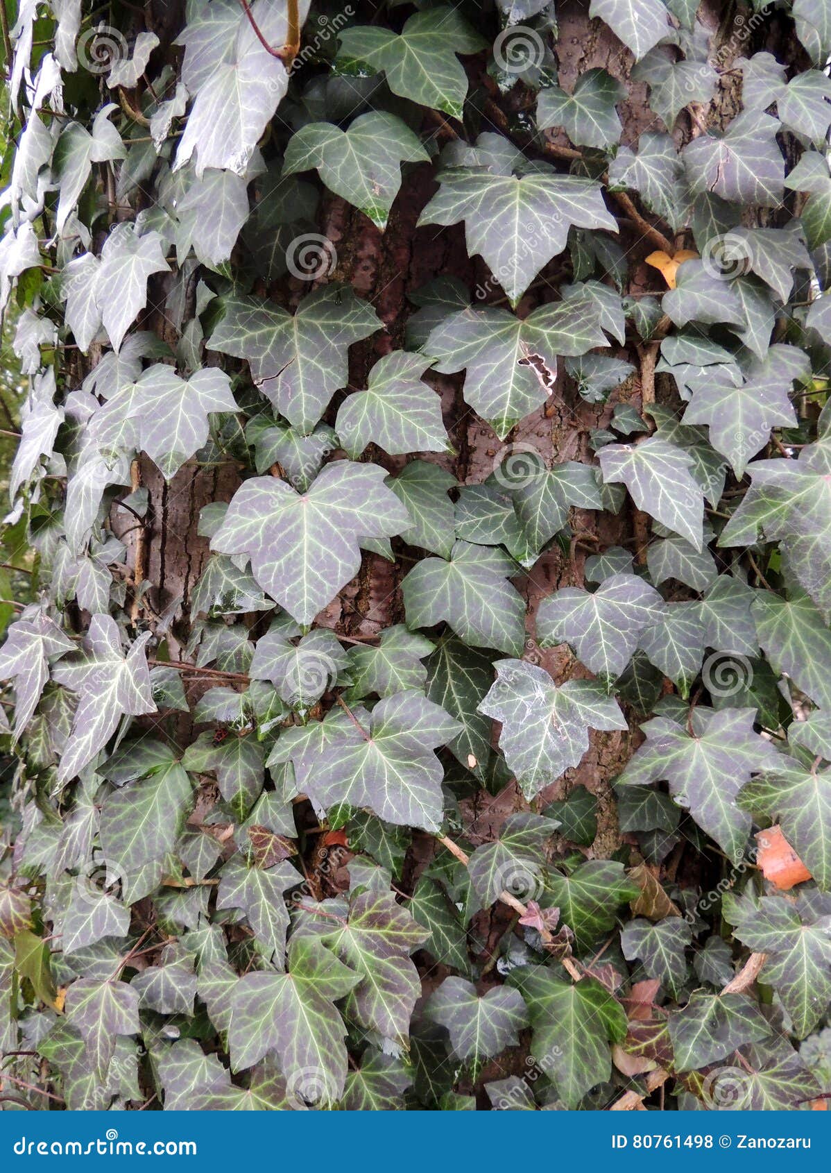 Nedera helix on tree trunk stock photo. Image of trunknn - 80761498