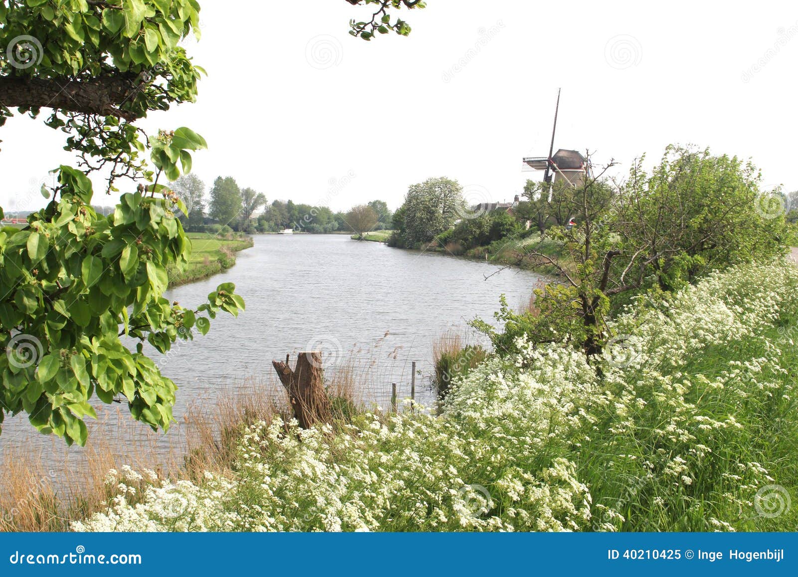 Nederlands Landschap Met Graanwindmolen & Linge-rivier Stock Afbeelding ...