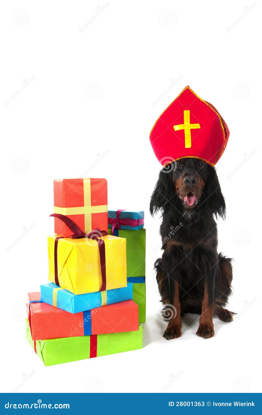 Nederlandse Hond Sinterklaas Stock Afbeelding - Image of gehad, studio ...