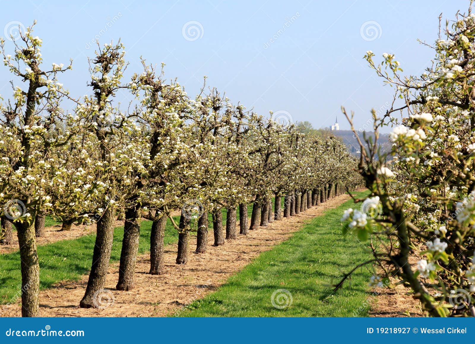 Nederlandse Kersenboomgaard in De Lente Stock Afbeelding - Image of ...