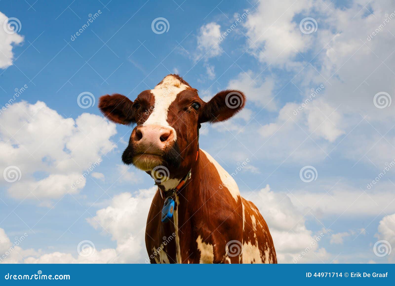 Nederlandse koe stock foto. Image of rundvlees, bruin - 44971714