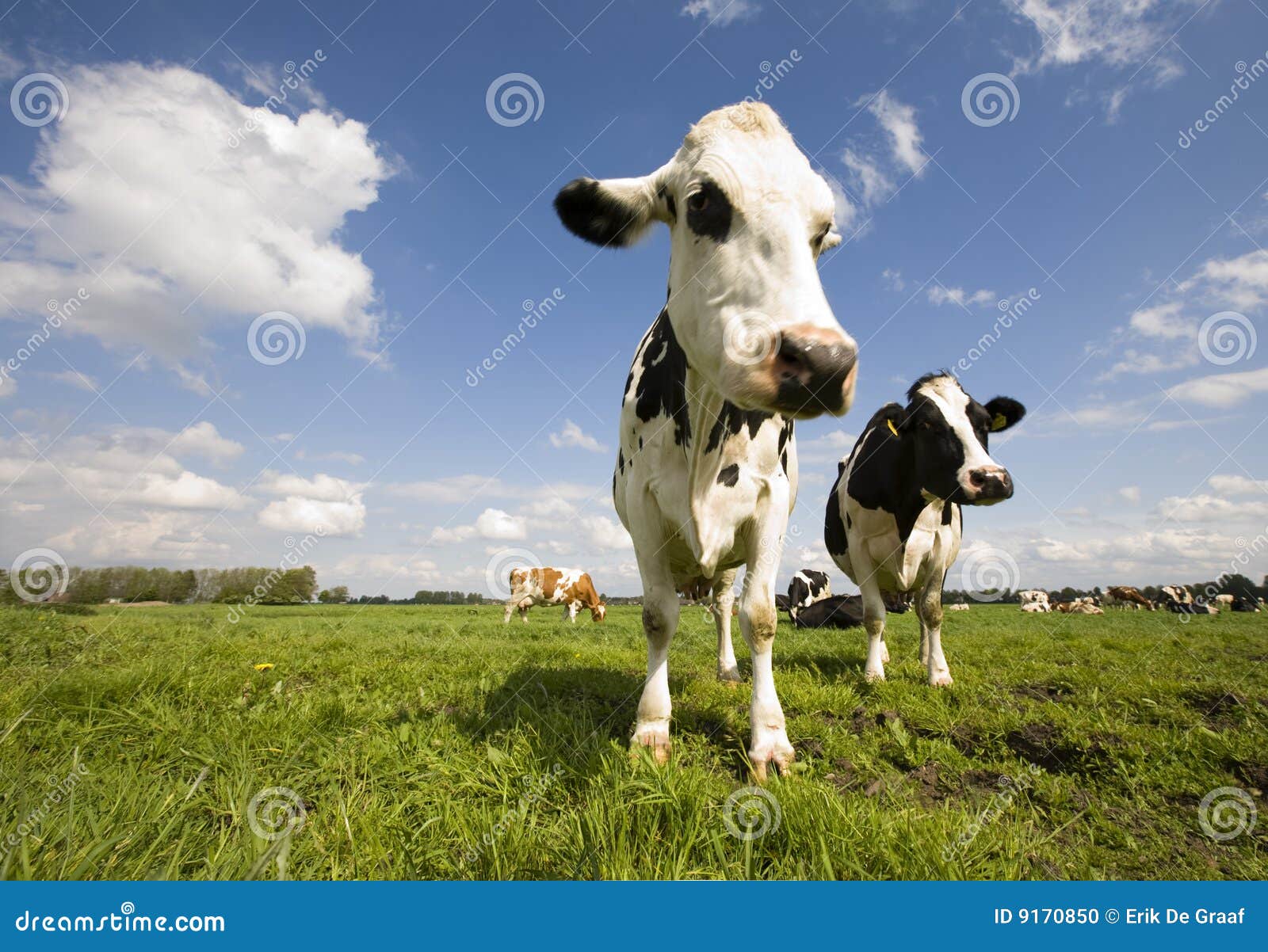 Nederlandse koe stock foto. Image of bruin, landelijk - 9170850